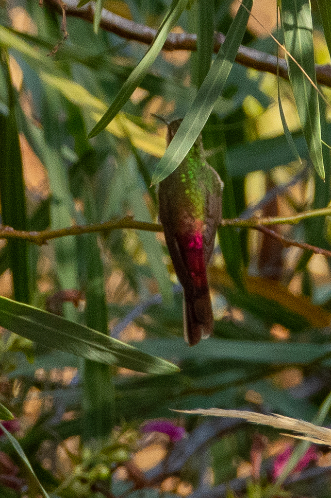 Red-tailed Comet from Auquisamaña, La Paz, Bolivia on September 1, 2021 ...