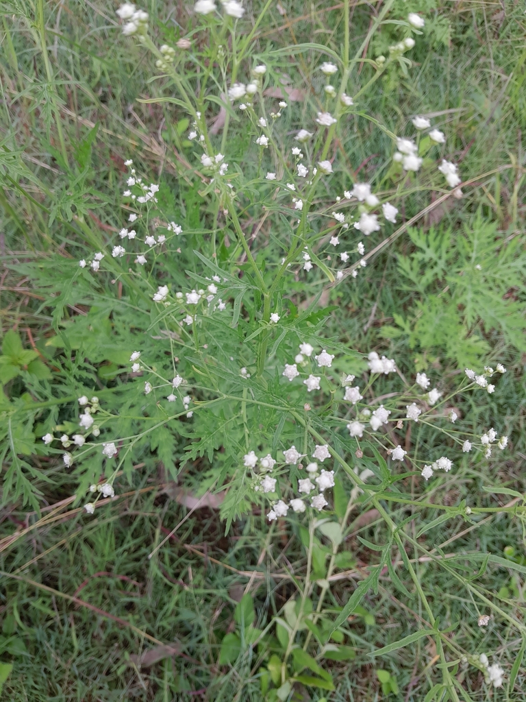 Santa Maria feverfew from Aboriginal Shire of Cherbourg, Cherbourg QLD ...