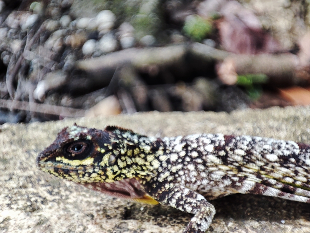 White Spotted Flying Lizard from 2726+F3G, Marawi City, Lanao del Sur ...