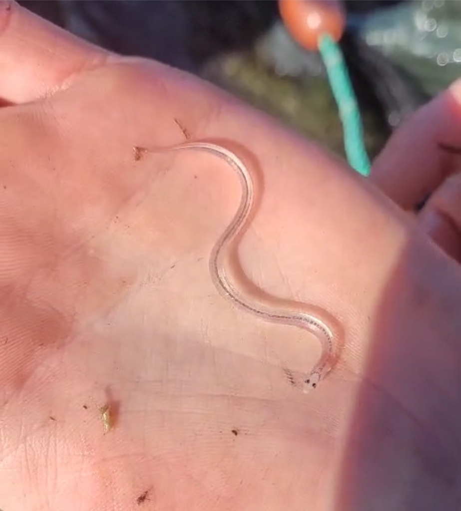 European Eel in February 2024 by Scott Van Haren · iNaturalist