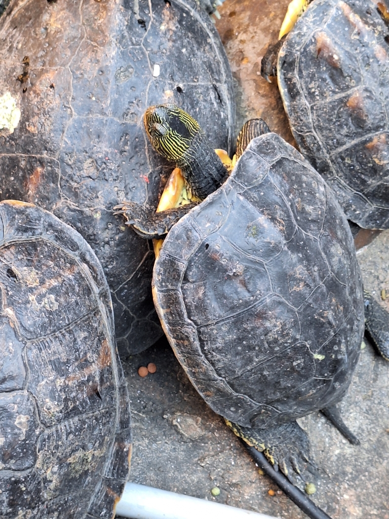 Common thread turtle from 350台灣苗栗縣竹南鎮42 on February 13, 2024 at 04:14 ...