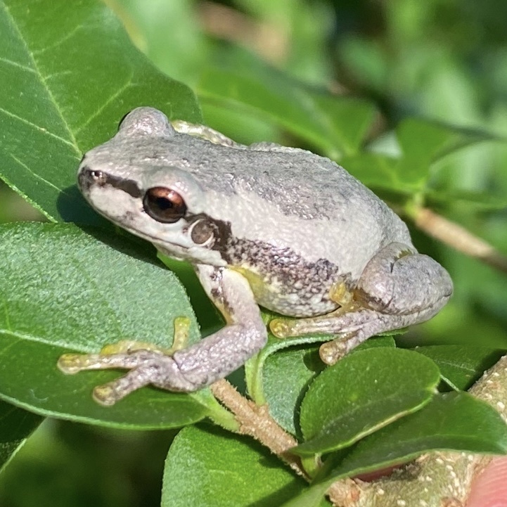 screaming tree frog from Wharf Rd, Berry, NSW, AU on February 12, 2024 ...