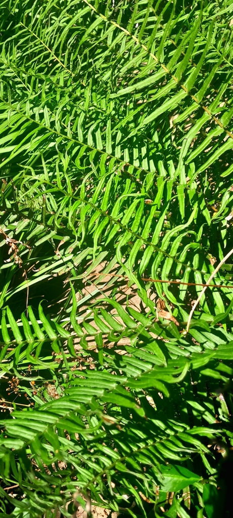 ladder fern in February 2024 by Danie Venter · iNaturalist