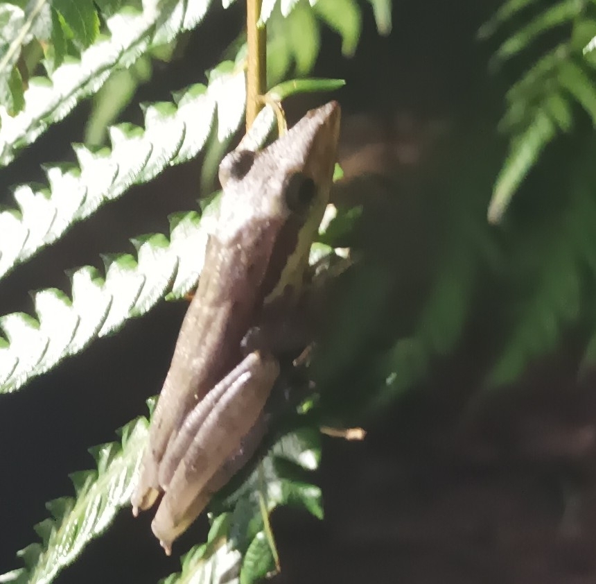 Sharp-snout Saddled Tree Frog in February 2024 by Bilal Inas · iNaturalist