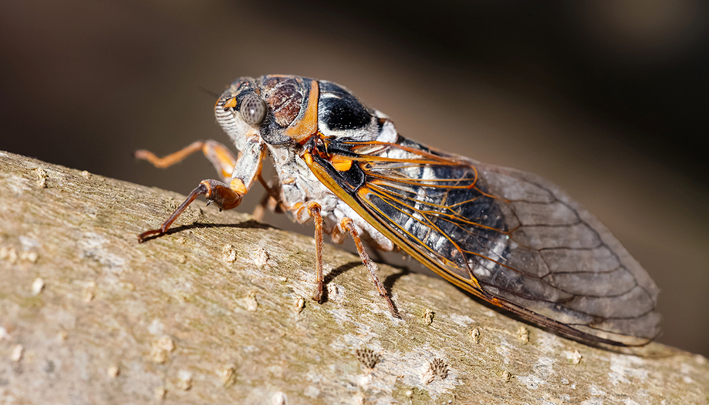 Common Cicada from Anemomilos 240 06, Greece on August 3, 2016 at 08:39 ...