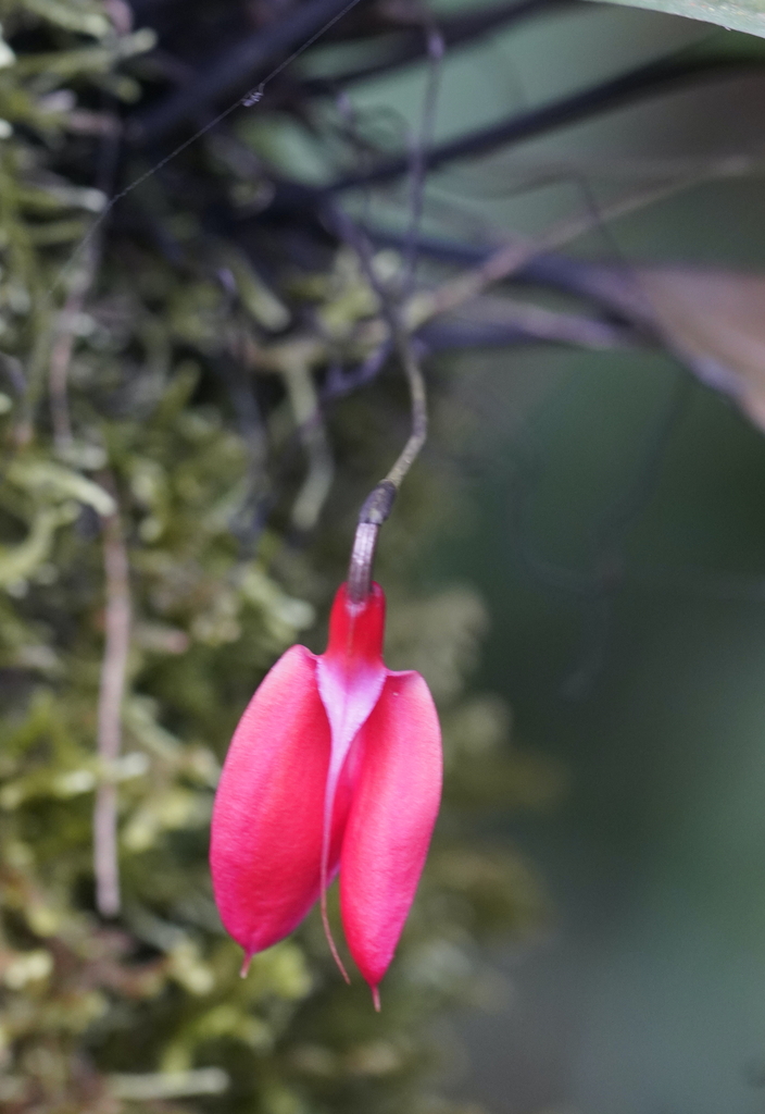 Masdevallia deformis from Palanda Canton, Ecuador on February 9, 2024 ...