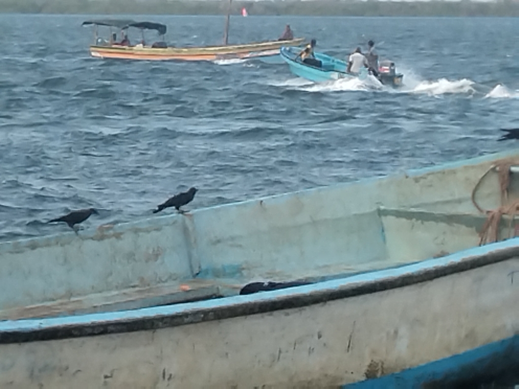 House Crow from PWM2+FP8, Lamu, Kenya on February 13, 2024 at 06:15 PM ...