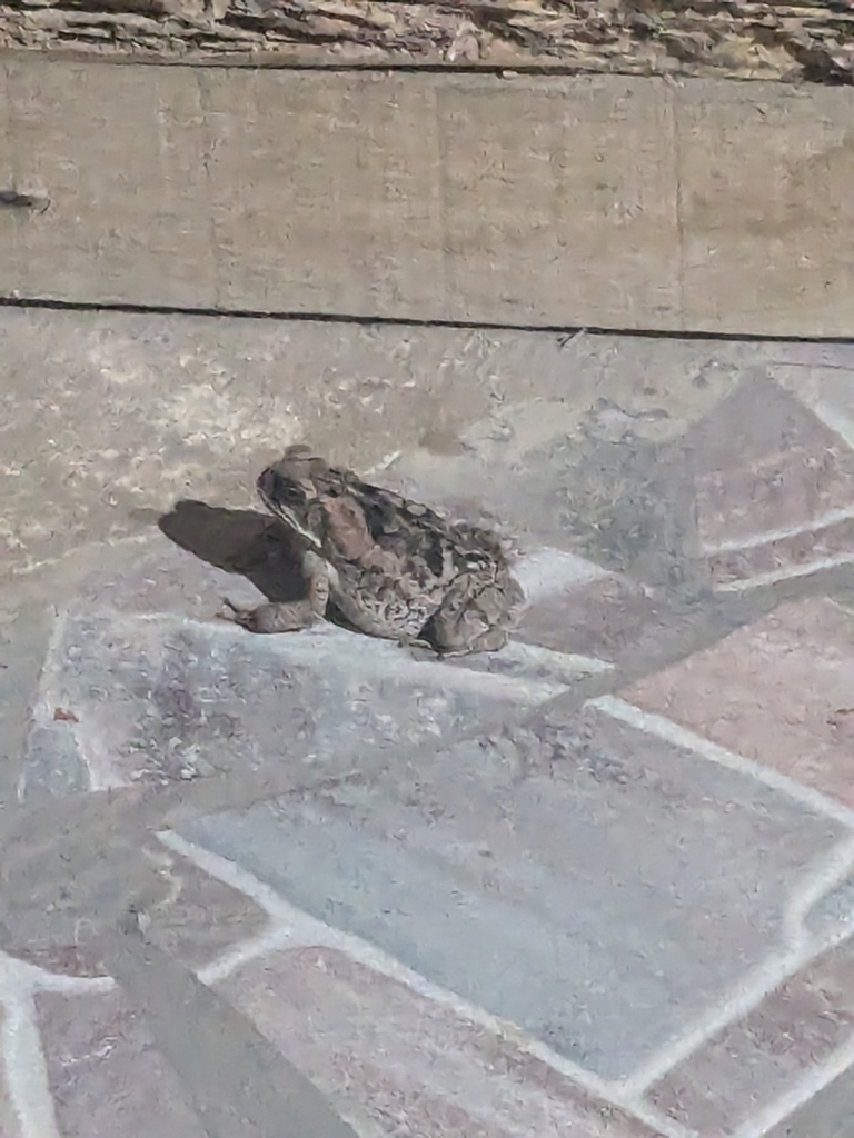 Beaked Toads from Carolina - MA, 65980-000, Brasil on February 10, 2024 ...