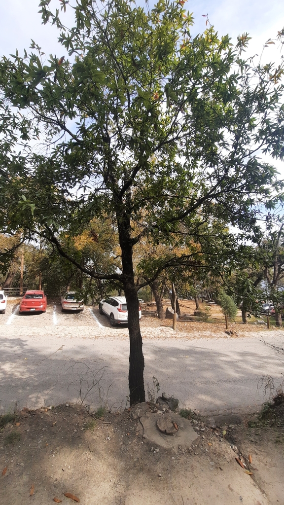 loquat leaf oak from San Pedro Garza García, MX-NL, MX on February 10 ...