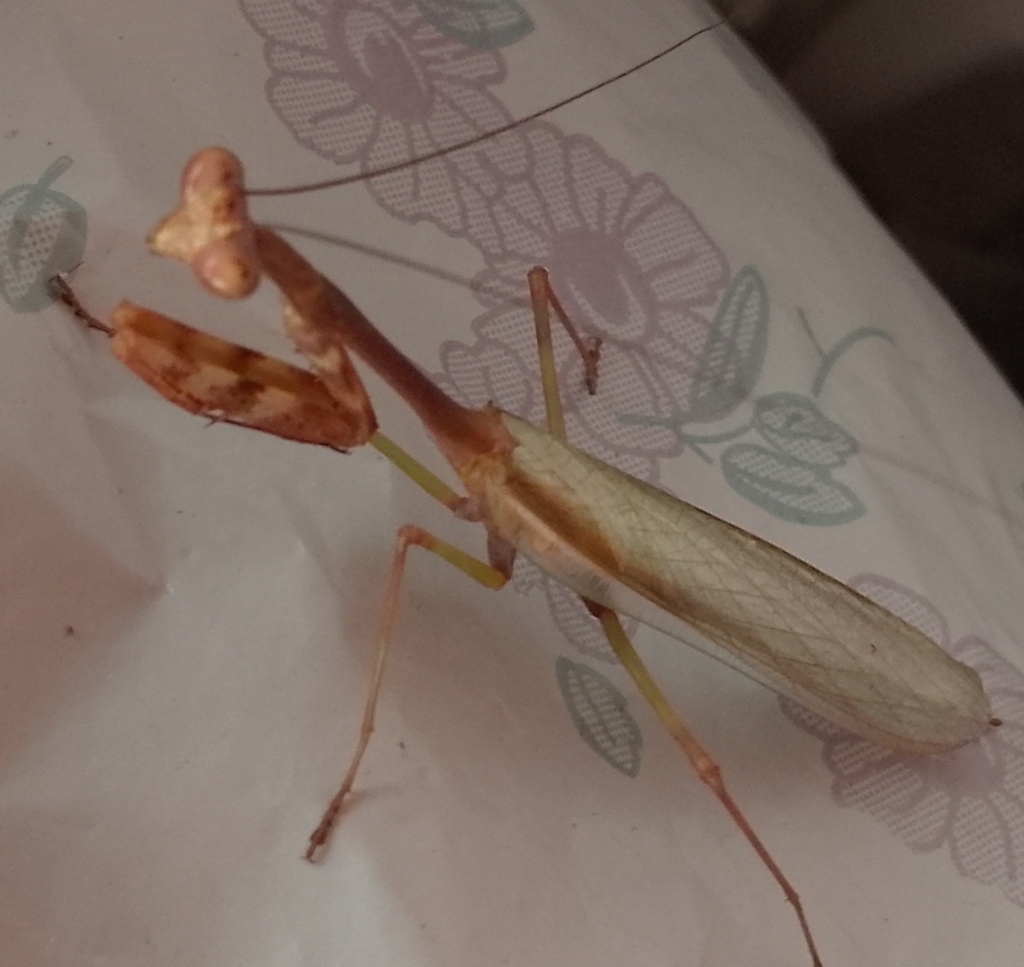 Larger Florida Mantis from GQGP+CRQ, Hacienda San Miguel, Ecuador on ...