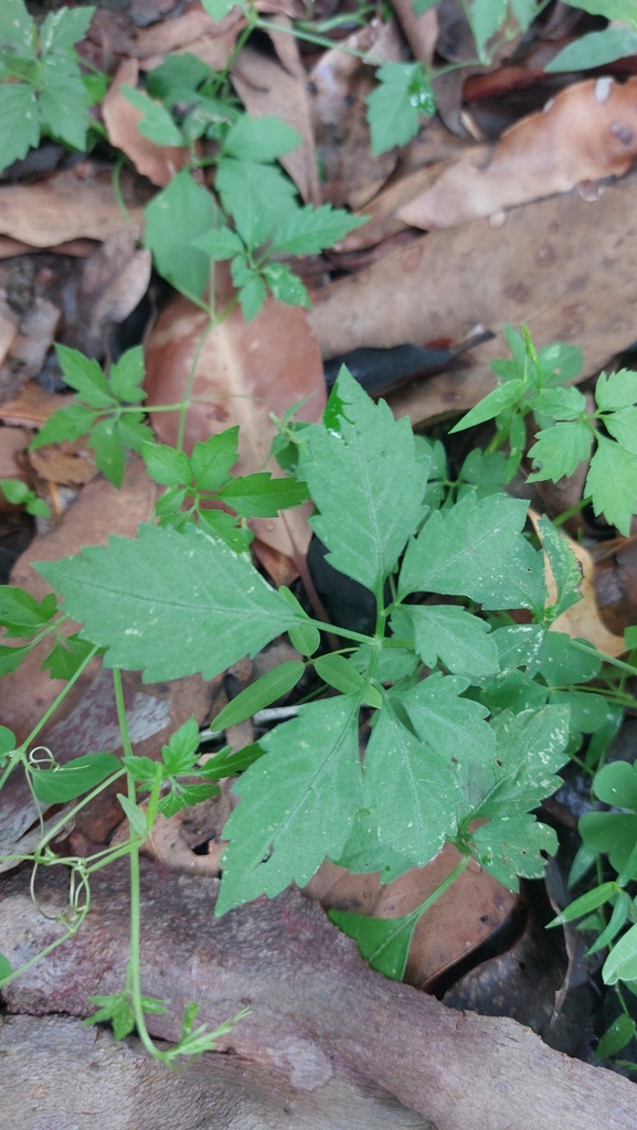 Slender Grape from Caboolture - Midwest, AU-QL, AU on February 13, 2024 ...