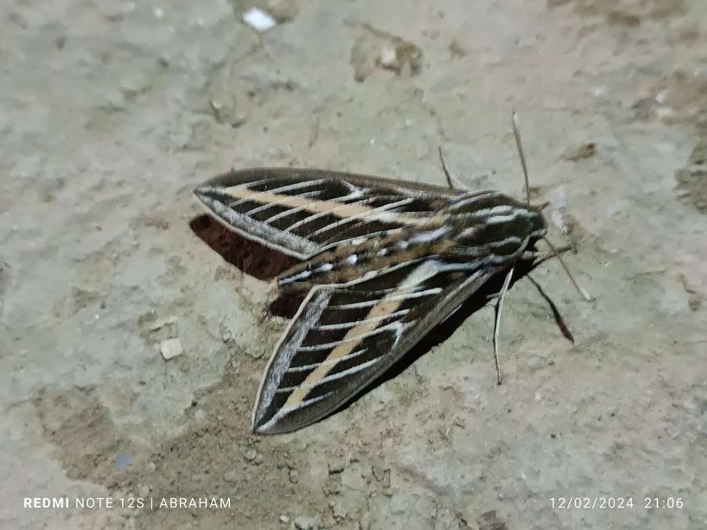 White-lined Sphinx from Paso Real, 87606 San Fernando, Tamps., México ...