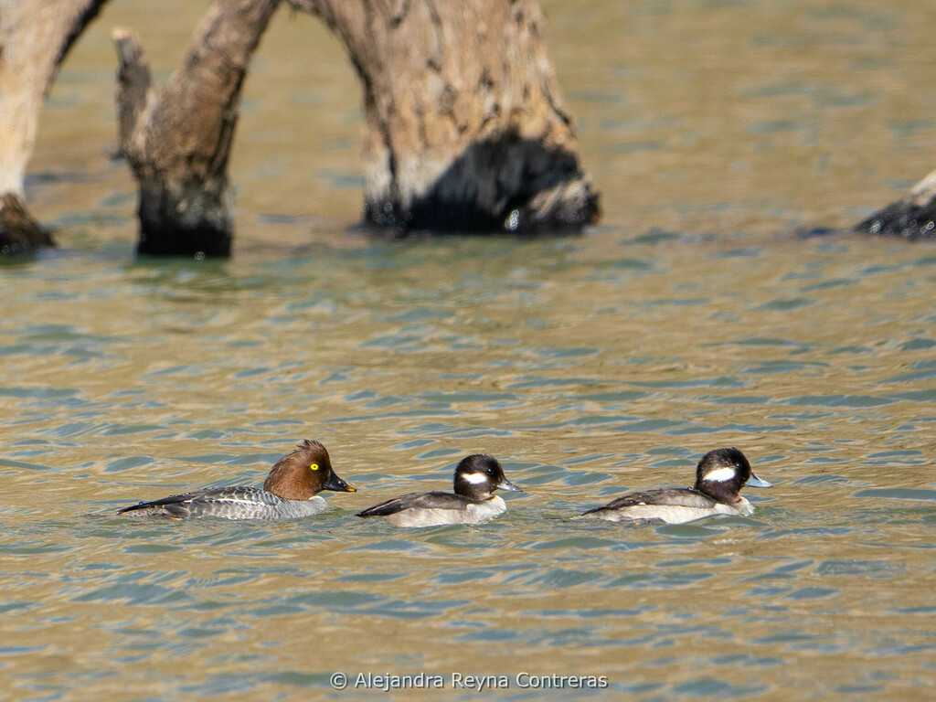 Common Goldeneye in February 2024 by Alejandra Reyna Contreras ...