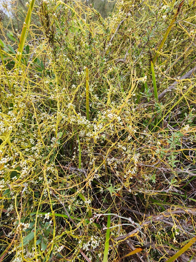 Slender Devil's Twine from Carrum Downs VIC 3201, Australia on February ...