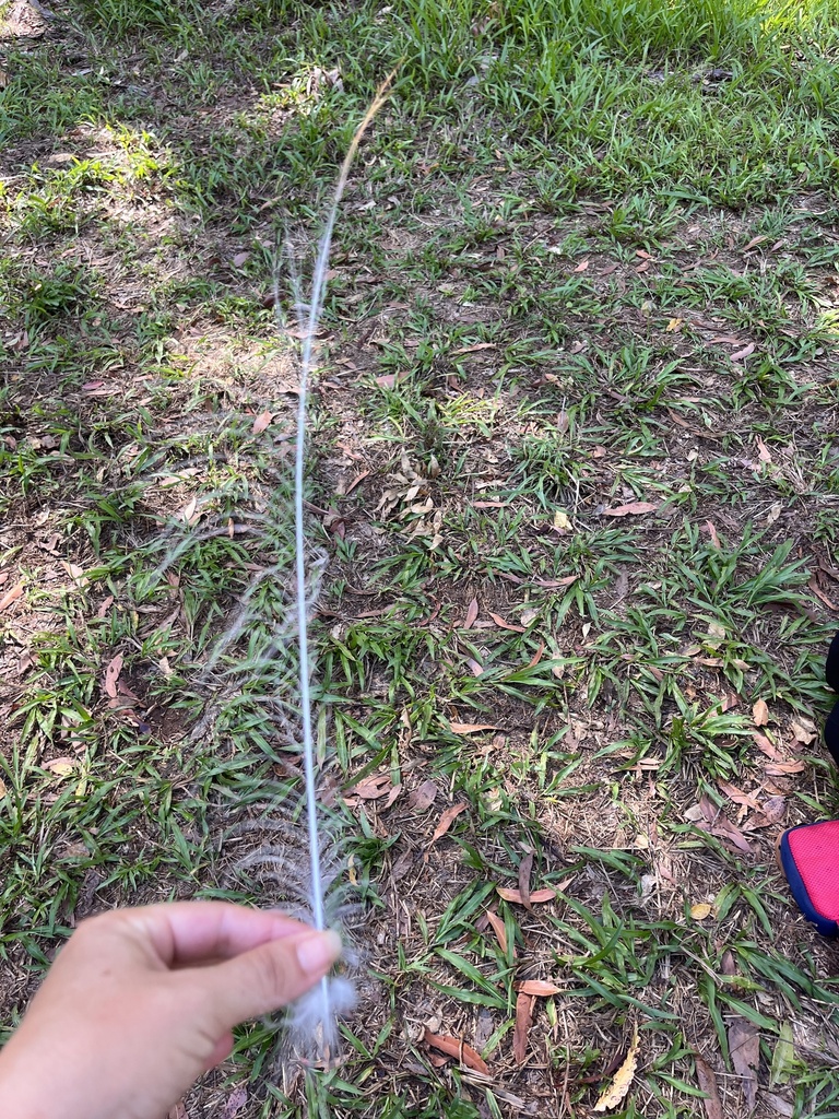 Superb Lyrebird from Thrumster, NSW, AU on February 14, 2024 at 10:26 ...