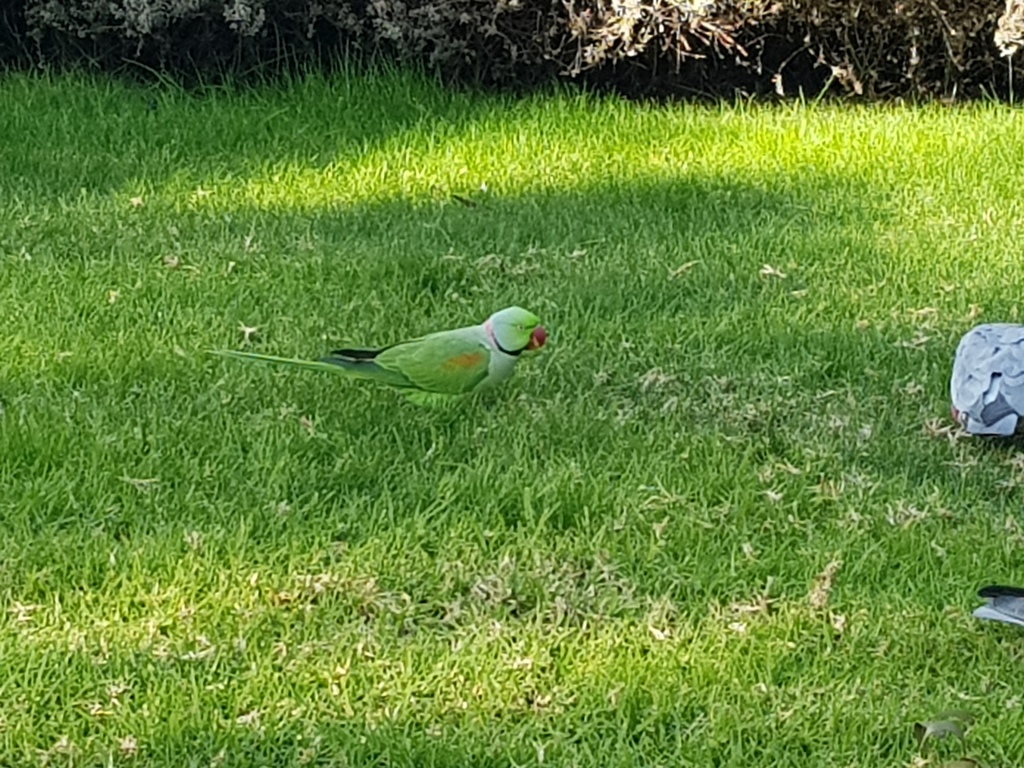 Old World Parakeets from Melbourne VIC, Australia on July 19, 2022 at ...