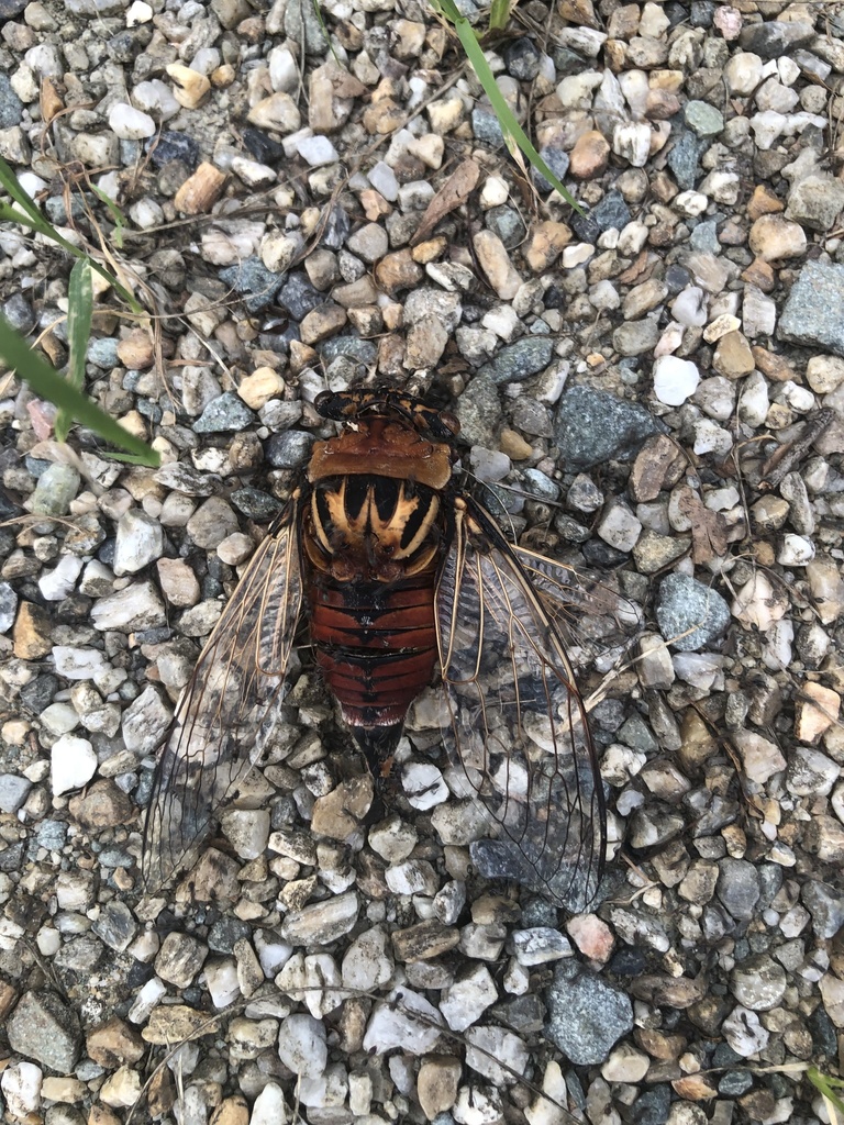 Eastern Double Drummer from Kobble Creek Rd, Kobble Creek, QLD, AU on ...