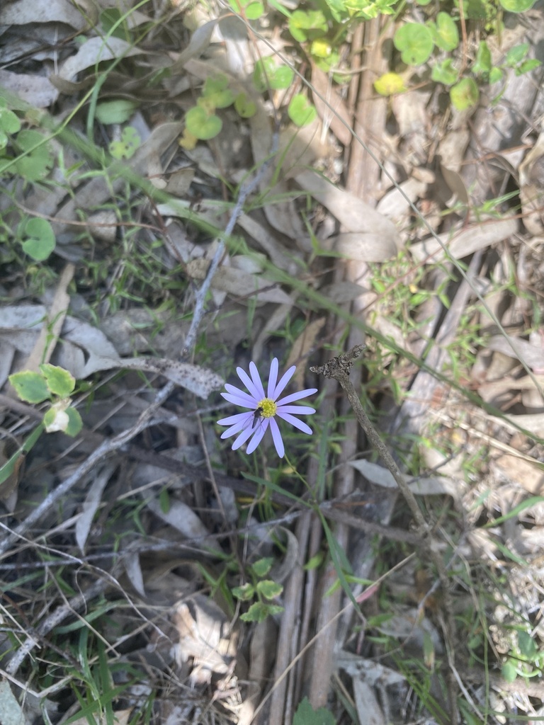 grass daisy from Scheyville National Park, Scheyville, NSW, AU on ...