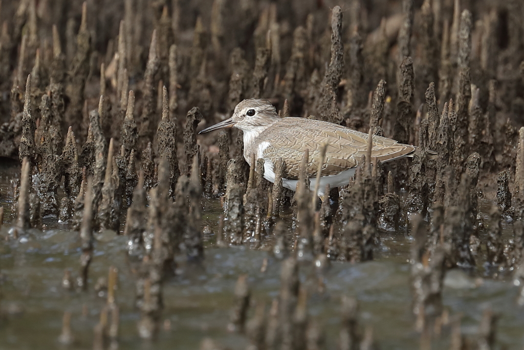 Common Sandpiper from Gold Coast QLD, Australia on February 12, 2024 at ...