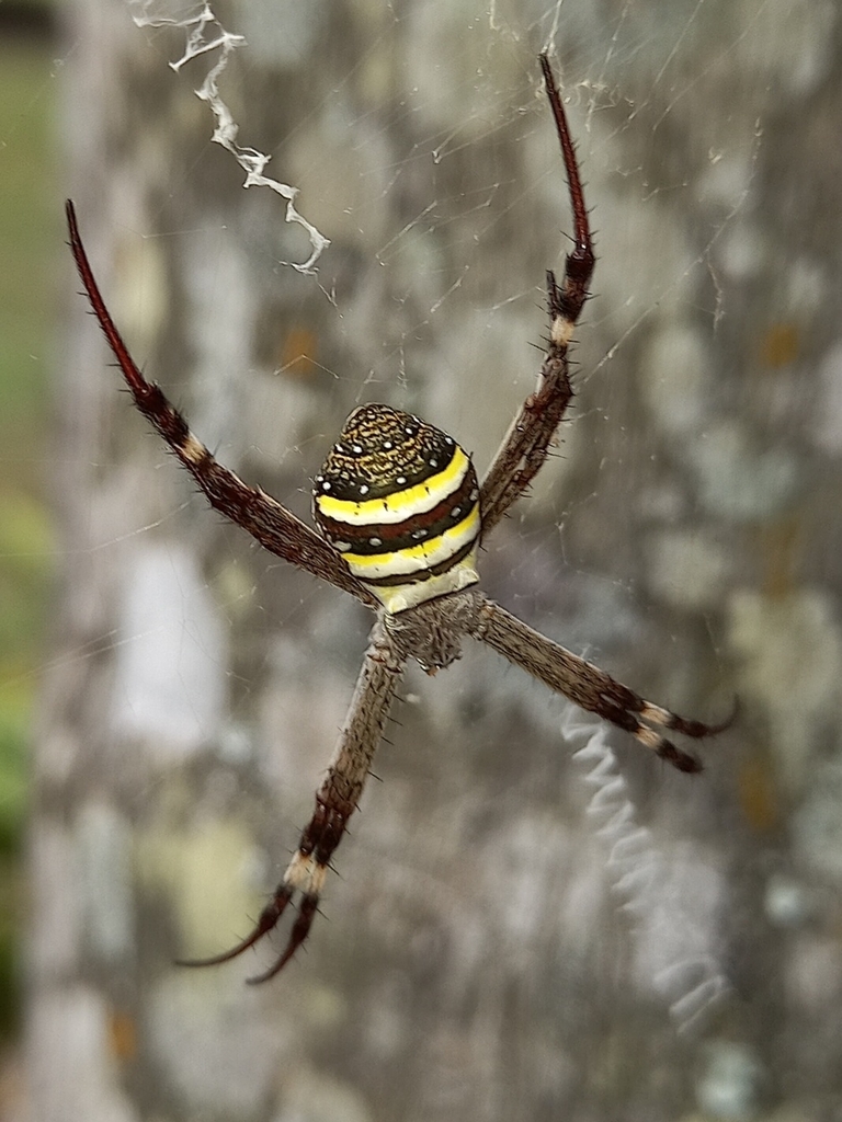 Saint Andrew's Cross Spider from Bray Park, AU-QL, AU on January 24 ...