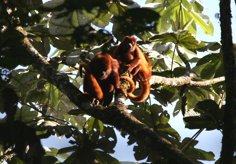 Colombian Red Howler Monkey from Pereira, Risaralda, Colombia on ...