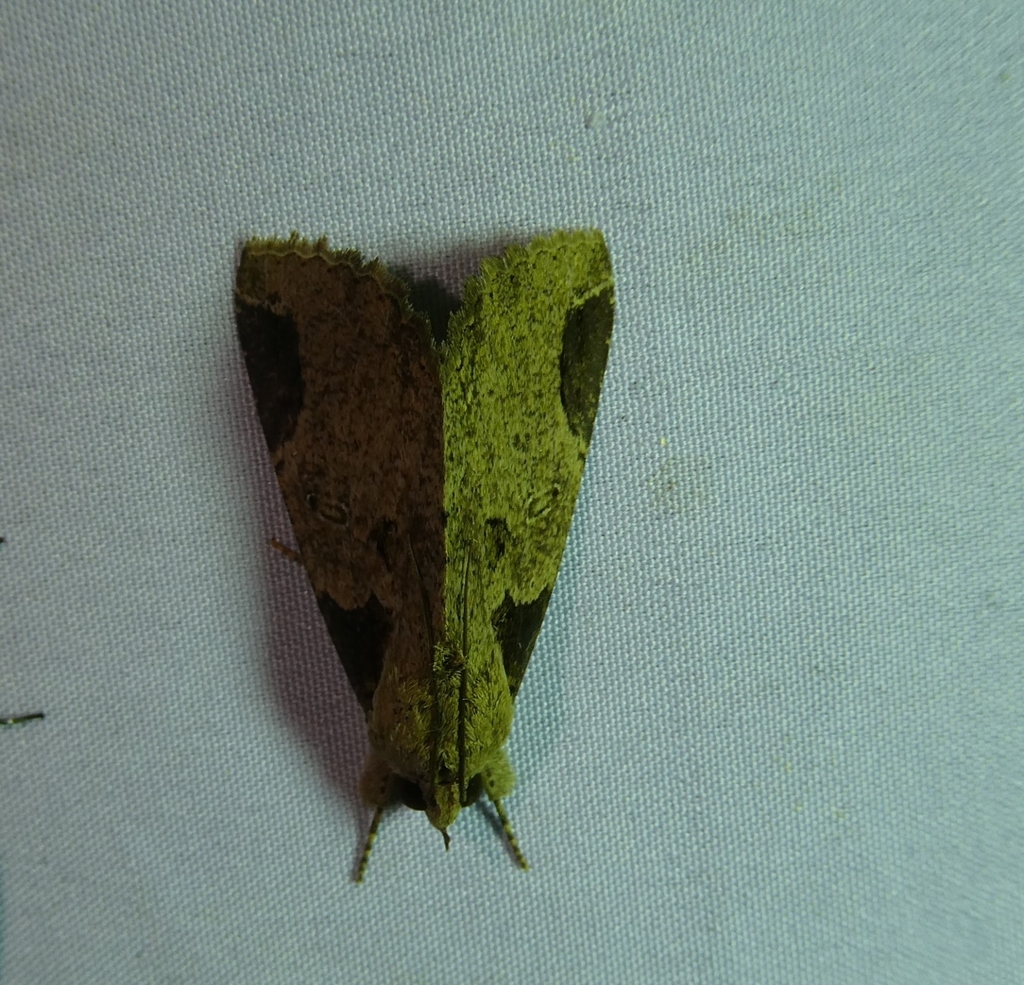 Ercheia cyllaria from Main Road Main Road, C8JJ+R7M, Assam 788727 ...