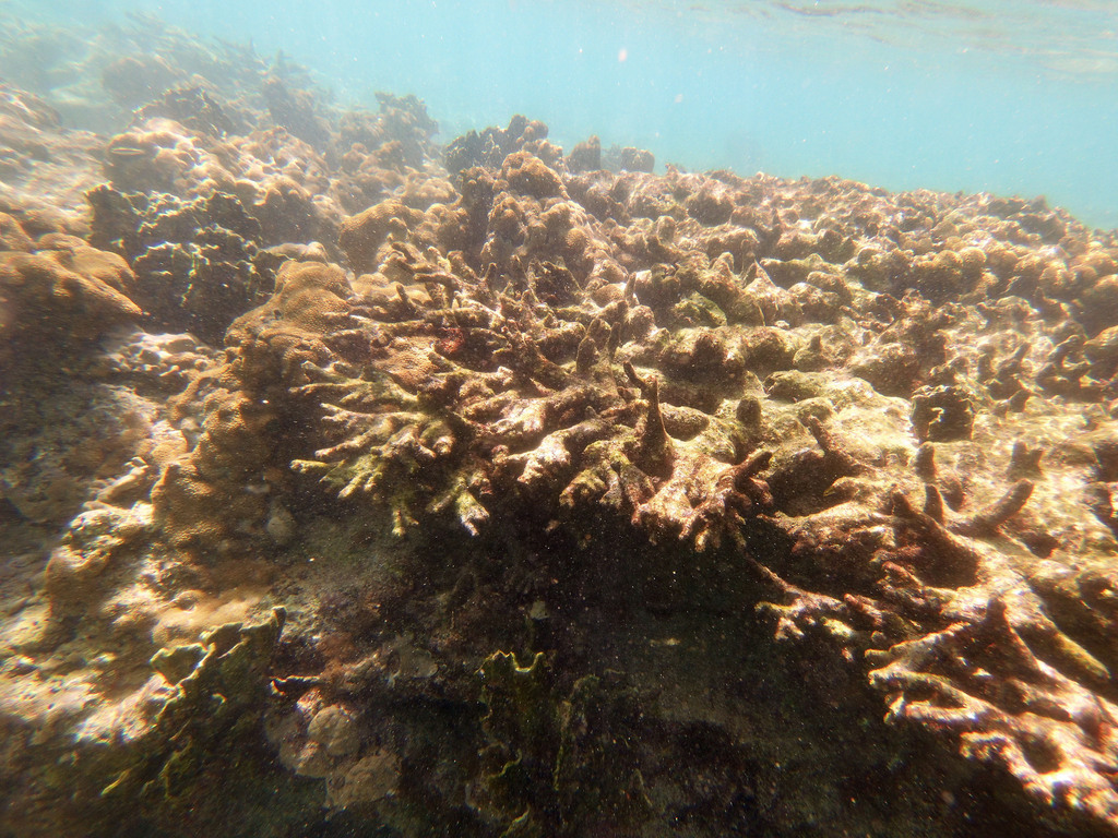 fused staghorn coral from Saint James, BB on January 15, 2024 at 12:21 ...