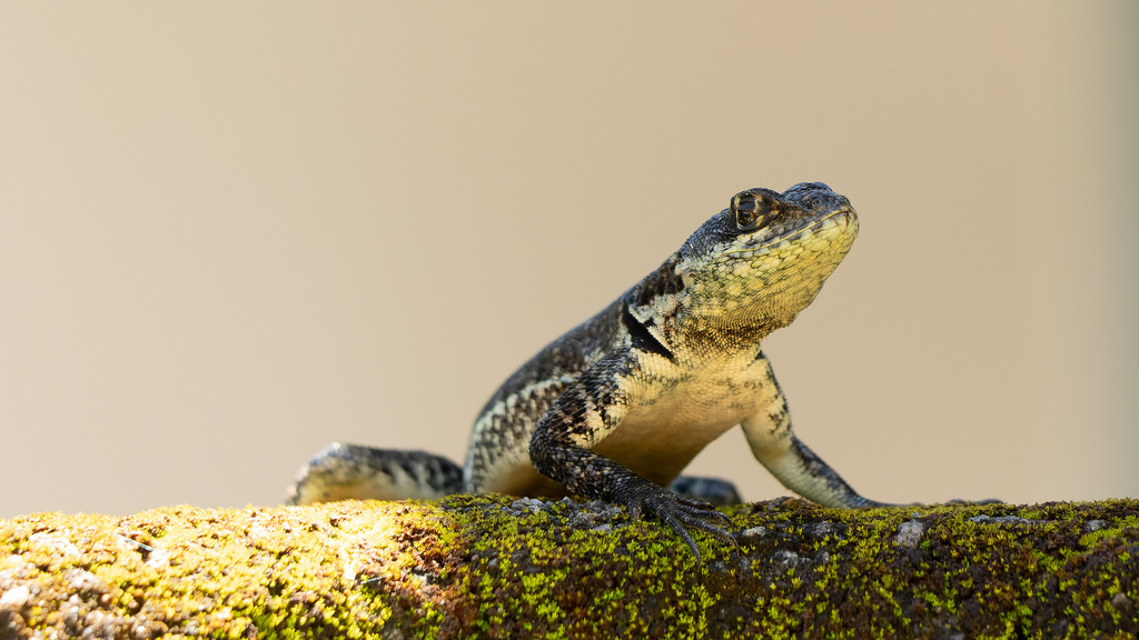 Lava Lizards from Nova Friburgo - State of Rio de Janeiro, Brazil on ...