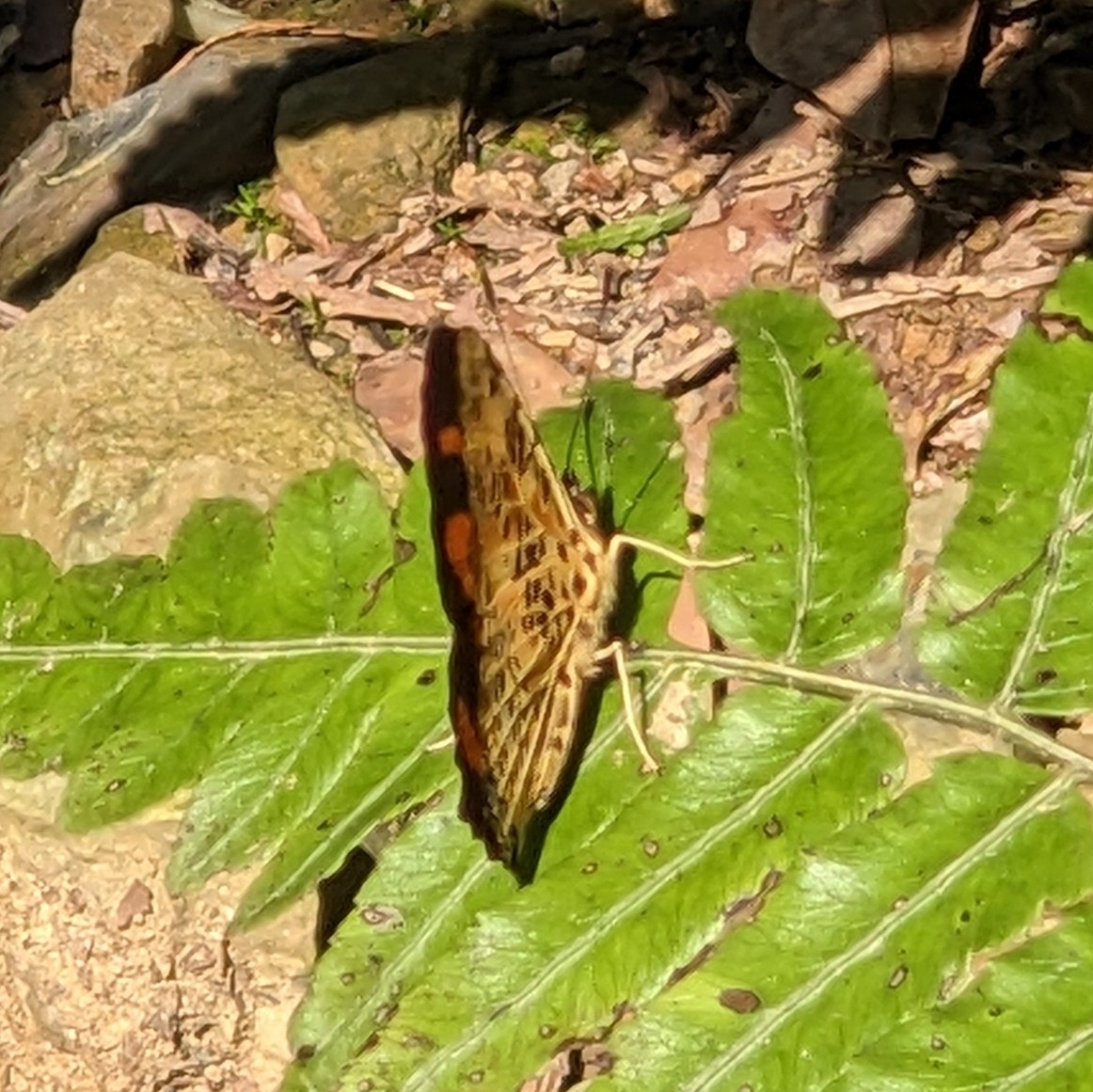 Yellow Jester from 272台灣宜蘭縣南澳鄉東岳村 on February 14, 2024 at 02:06 PM by ...
