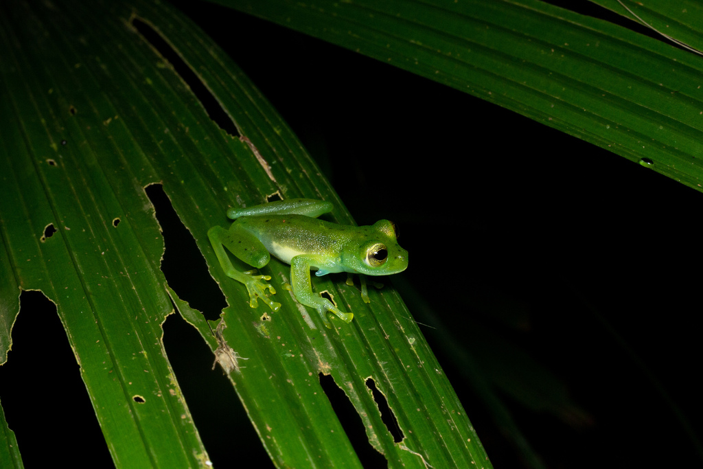 Emerald Glass Frog in September 2023 by Daniel Bocanumenth E. · iNaturalist