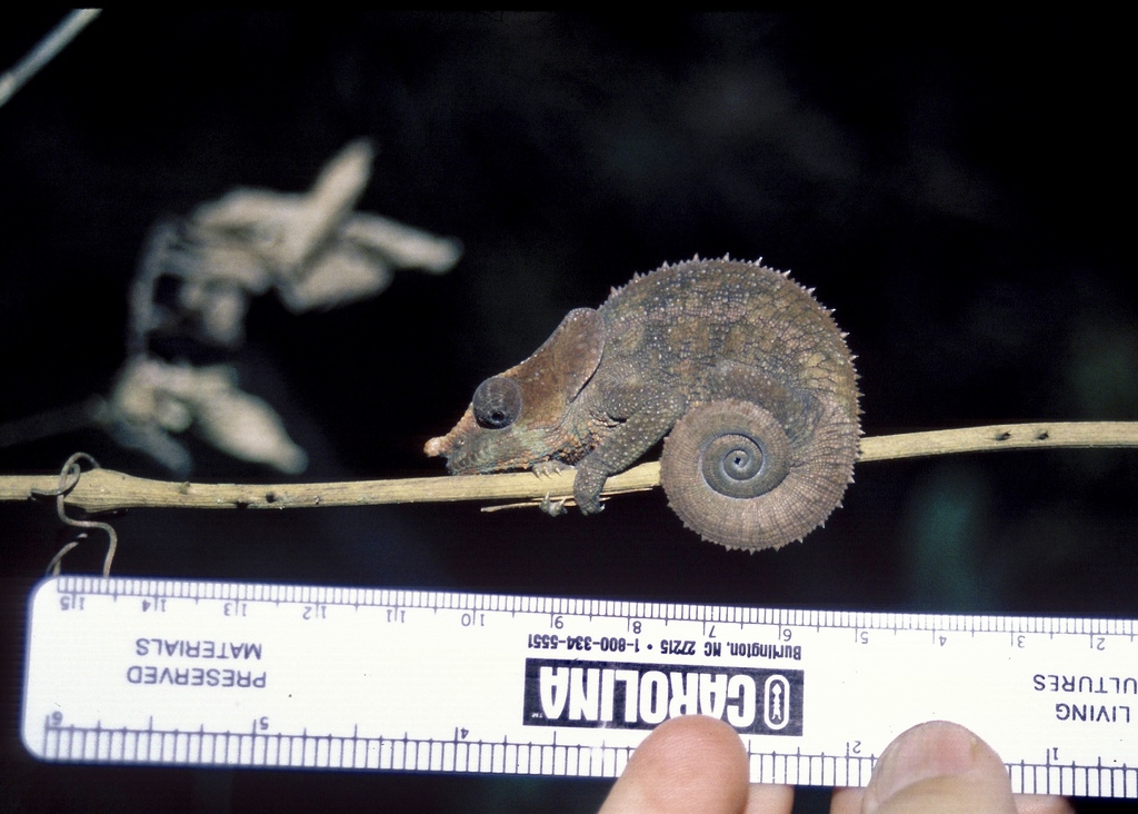Cryptic Chameleon from Ambatolampy, Madagascar on October 19, 2001 at ...