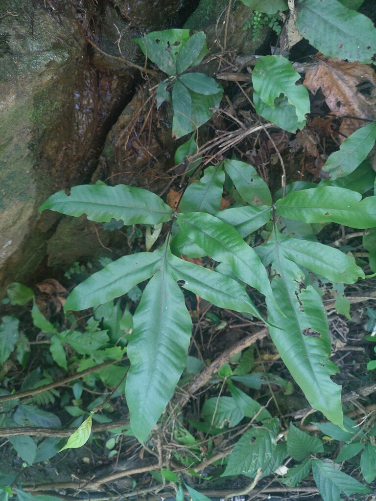 Tectaria harlandii in February 2024 by waynehung · iNaturalist