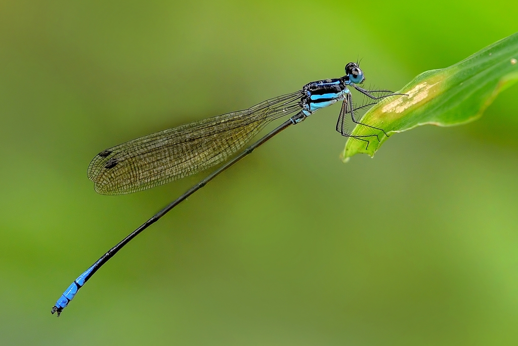 Cliffside Bambootail from Q458+XQC, Ponmudi, Kerala 695563, India on ...