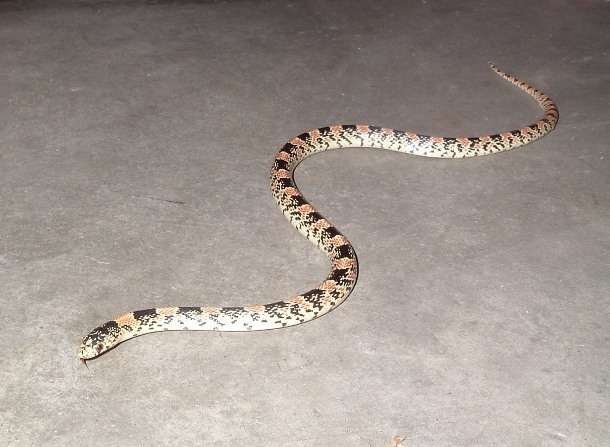 Long-nosed Snake from Quail Park, Marana, AZ 85743, USA on July 5, 2005 ...