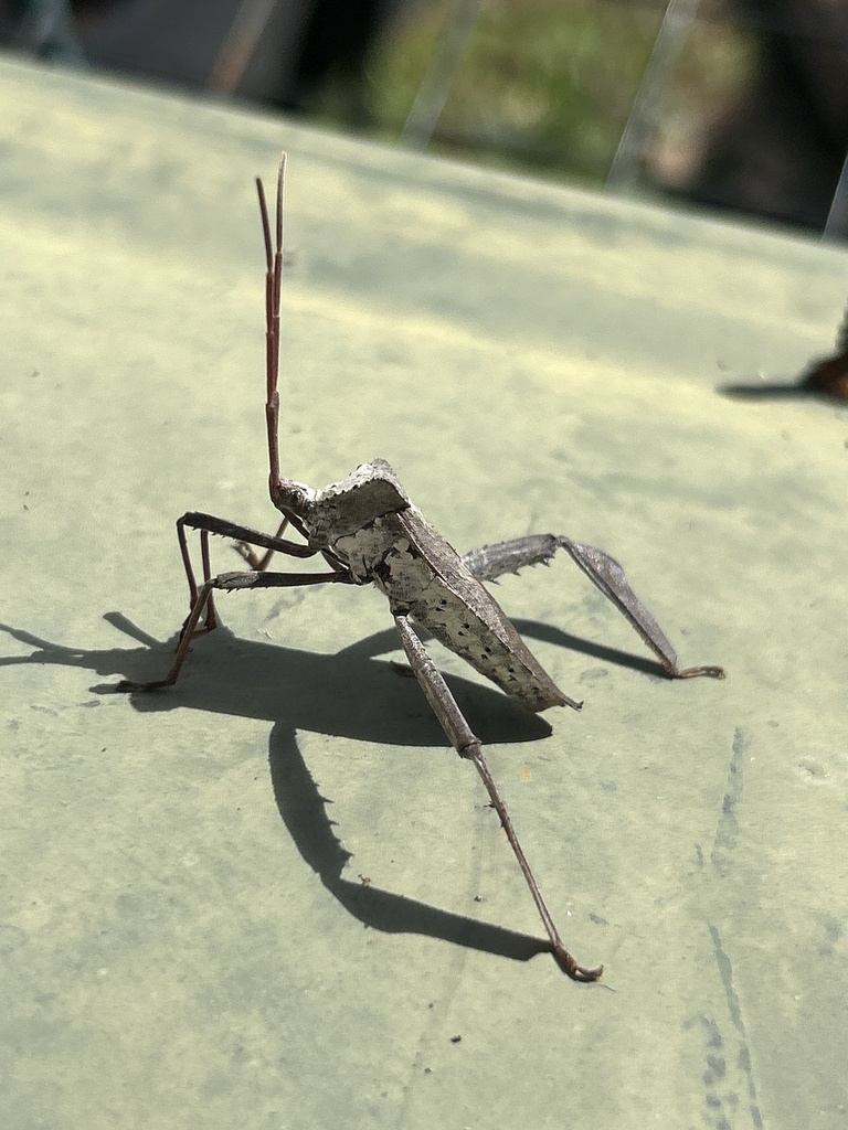 Giant leaf-footed bug from Comal River Loop, Spring, TX, US on February ...