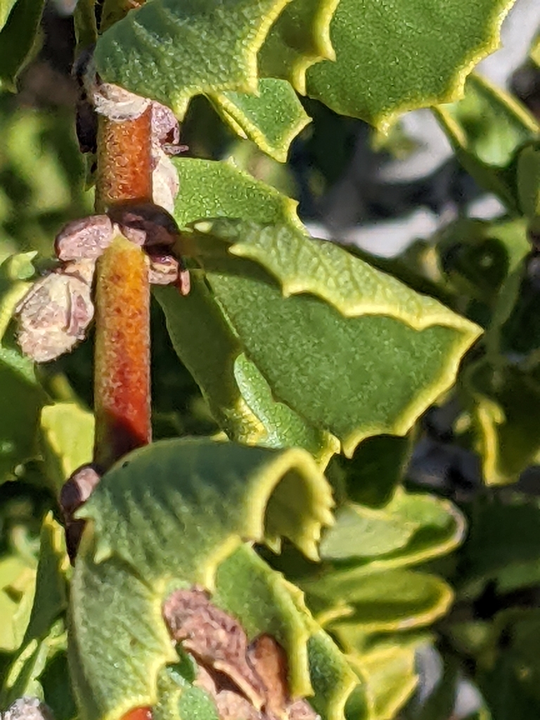 Cupped Leaf Ceanothus from Whitewater, CA 92282, USA on February 12 ...