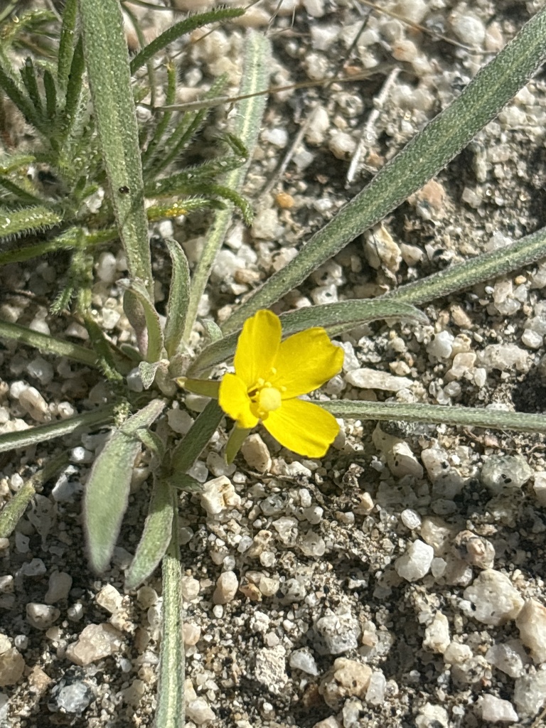 pale yellow suncup from Desert Hot Springs, CA, US on February 14, 2024 ...