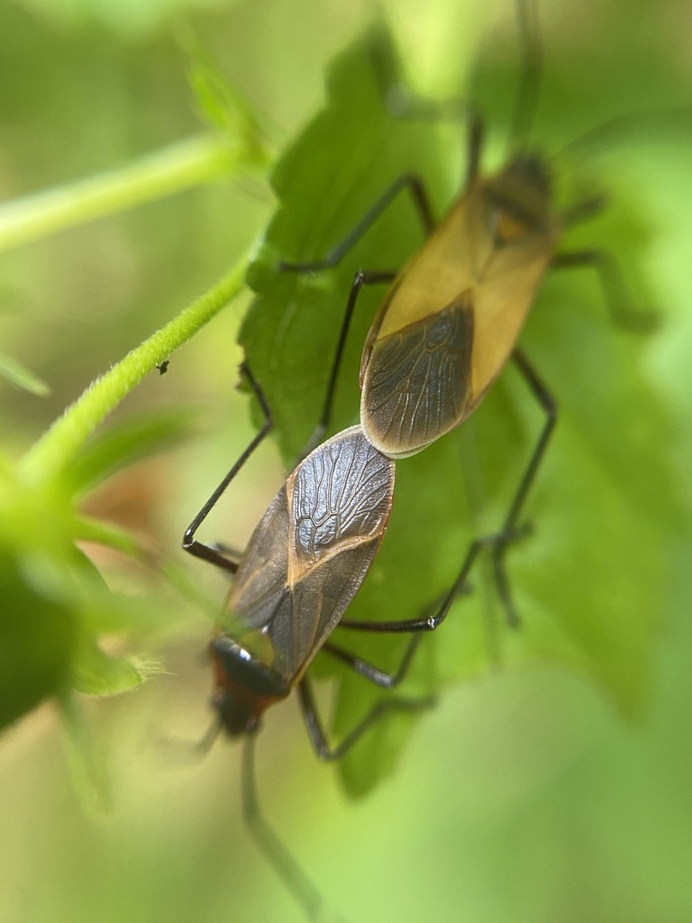 Cotton Stainer Bugs from Reserva Ecológica de Vicente López, Vicente ...