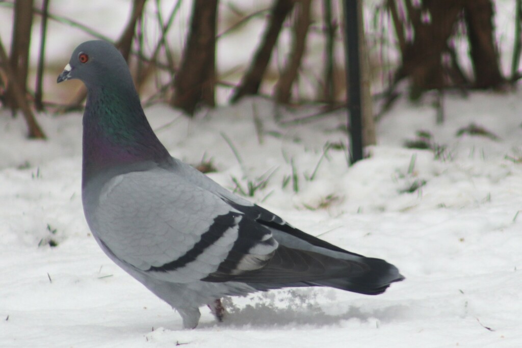 Feral Pigeon from Oil City, PA 16301, USA on February 14, 2024 at 02:06 ...