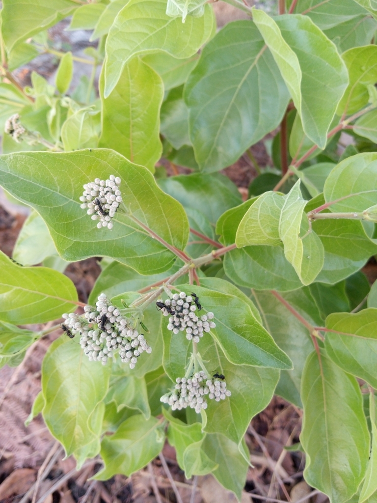 sand crown-berry from Natitingou, Bénin on February 14, 2024 at 06:19 ...