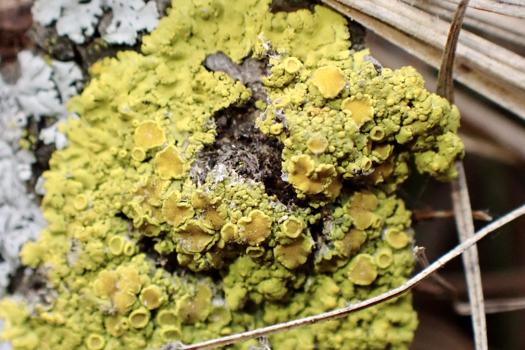 Fringed Candleflame Lichen from Evergreen Ln, Montello, WI, US on ...