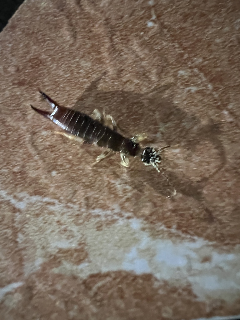 Ring-legged Earwig in February 2024 by gatorwinks · iNaturalist