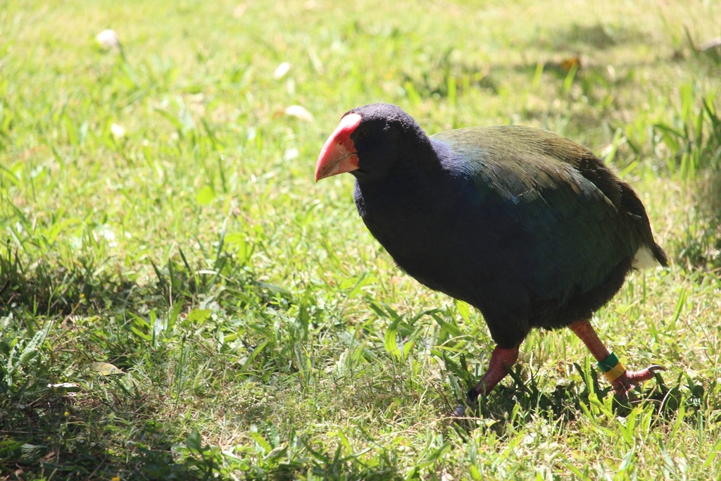 South Island Takahē in February 2024 by Ella Peoples · iNaturalist