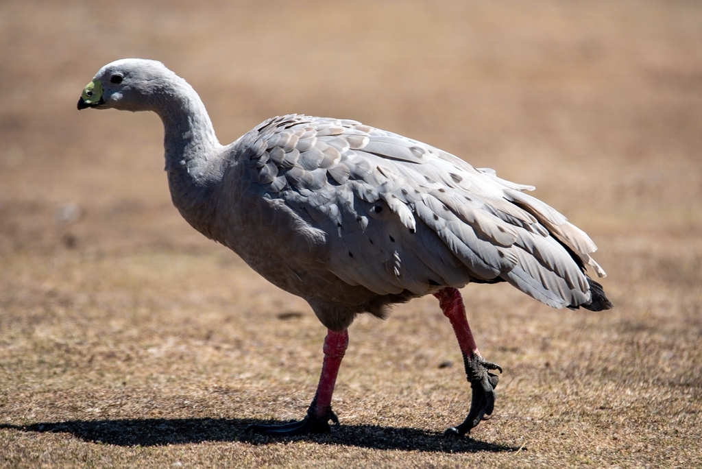 Cape Barren Goose from Maria Island TAS 7190, Australia on February 14 ...