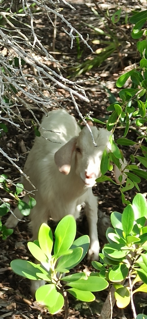 Domestic Goat from Cat Island, The Bahamas on December 19, 2023 at 01: ...