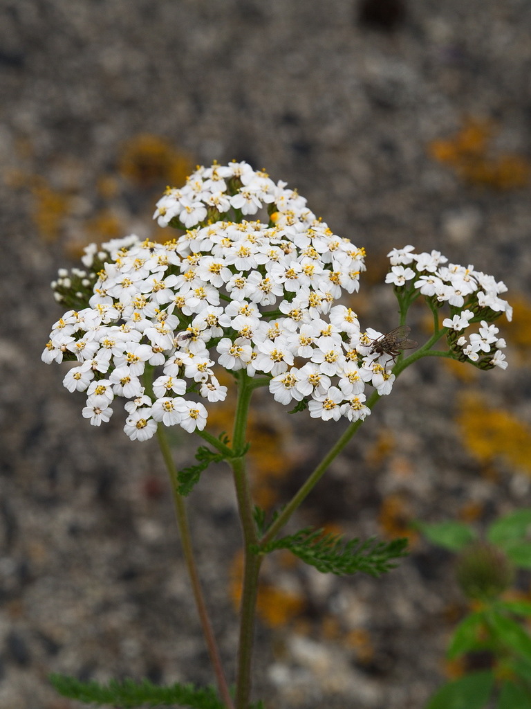 common yarrow from Centre Road,Otago Peninsula, New Zealand on February ...