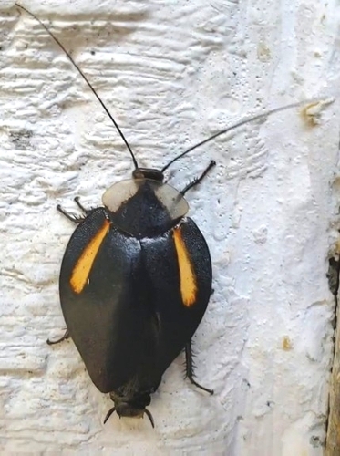 Phoraspis leucogramma · iNaturalist