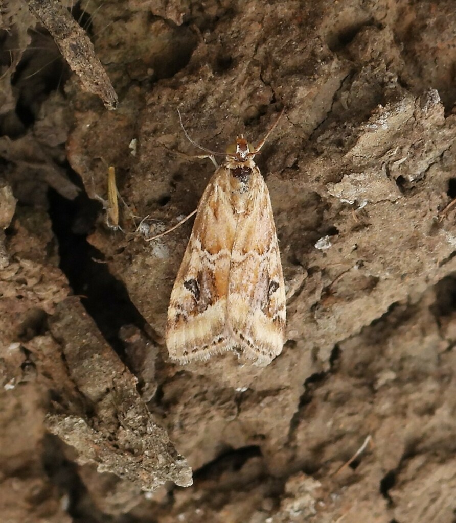 cabbage centre grub from Bathurst NSW 2795, Australia on February 15 ...
