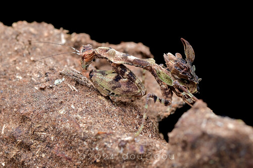 Acromantis grandis · iNaturalist Mexico