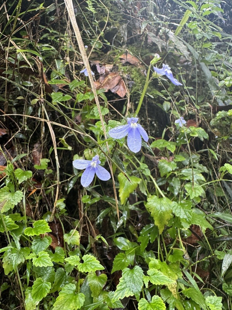 forest lobelia from Coramba Rd, Dorrigo, NSW, AU on February 15, 2024 ...